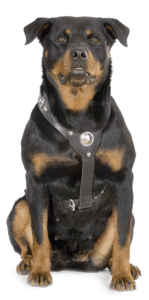 RSK Pet Care Services in Bullhead City AZ