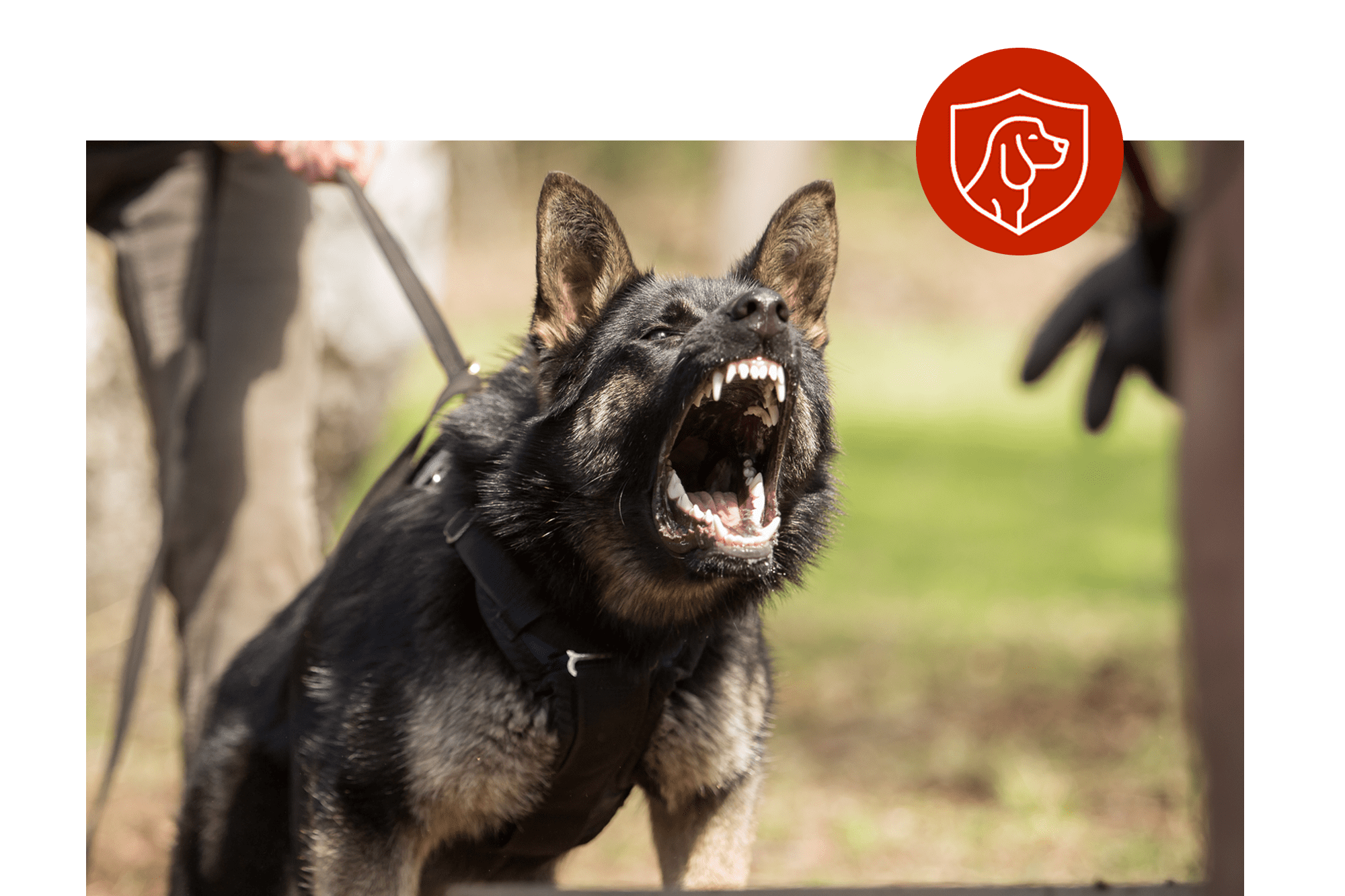 Protection Dog RSK Protection Dog RSK