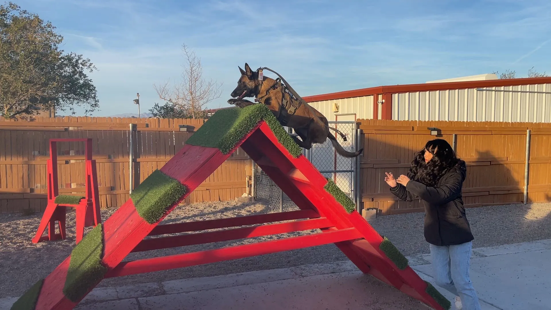 Canine Enrichment and Exercise Programs - RSK | Elite K9 Training ...